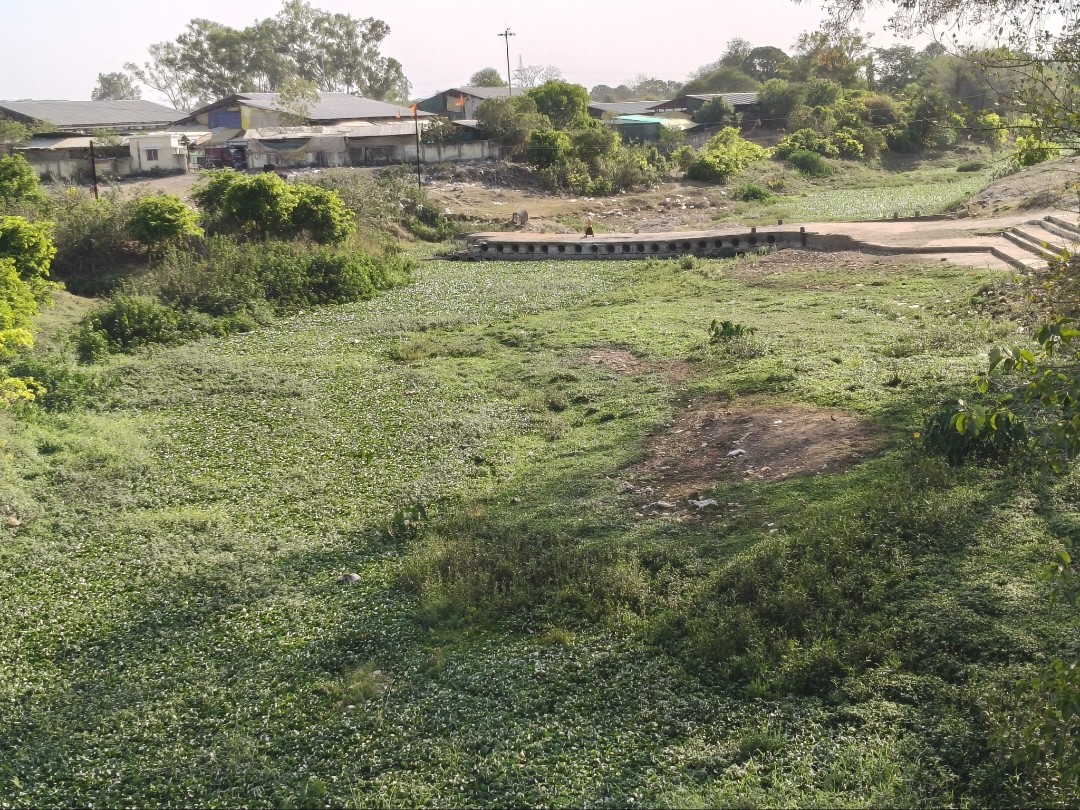 Betul Machna River Water Hyacinth Woes | Nagar Palika Seeks ICAR ...