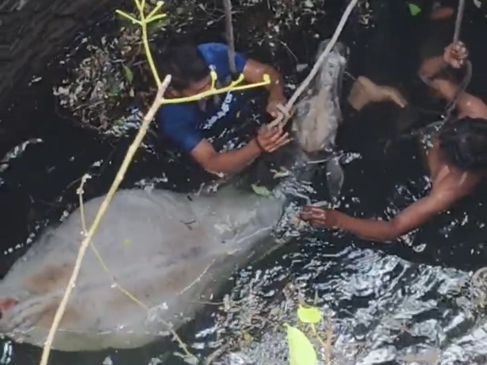 Niwadi Cow Rescue | Villagers Save Cow from Well; Earthly Earth