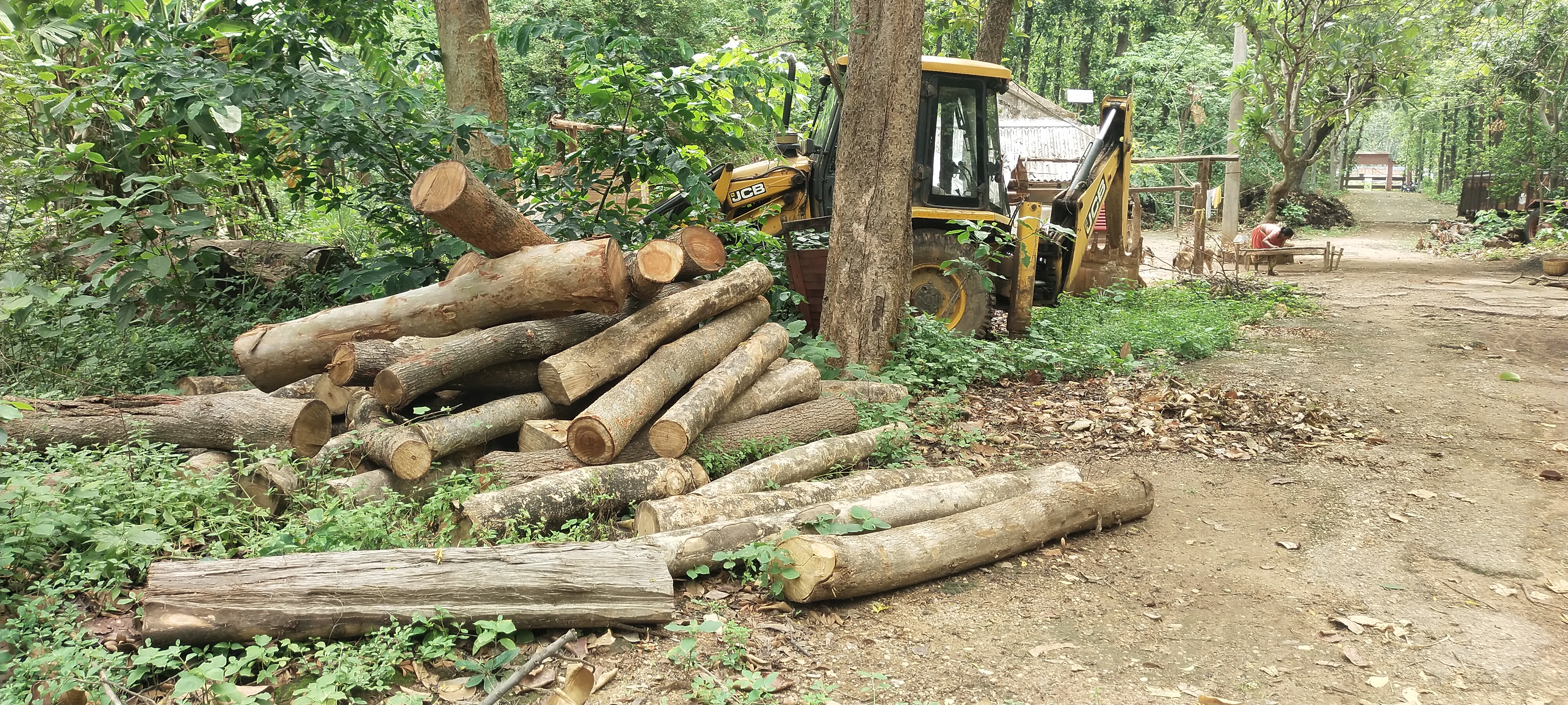 Department tightens its grip on forest mafia, three consignments of ...