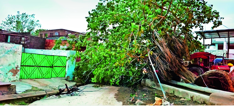 Banyan tree fell in Bambuli village, pole broke, electricity was cut ...