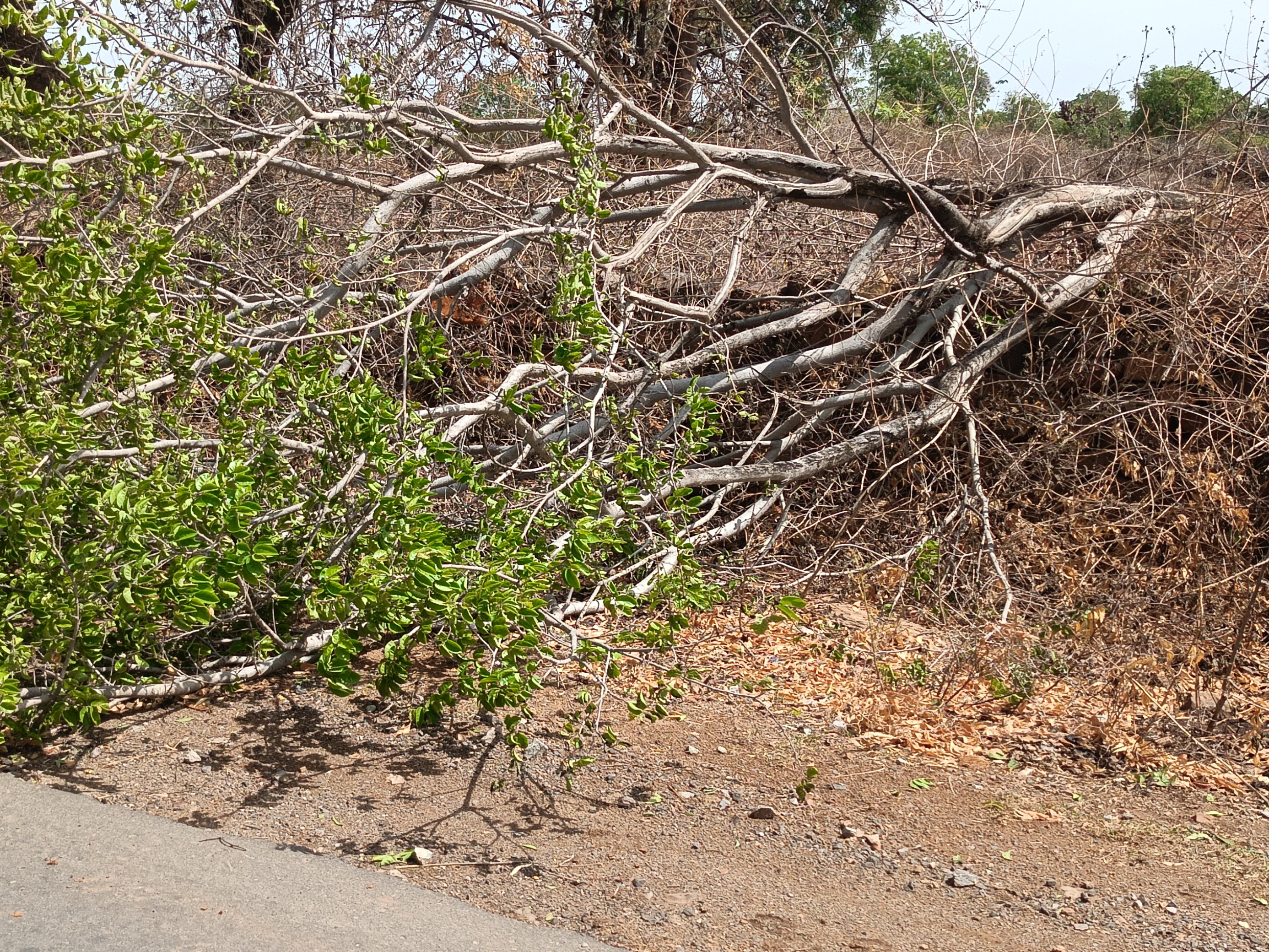 Nandwai Storm: Power Outage, Trees & Poles Down