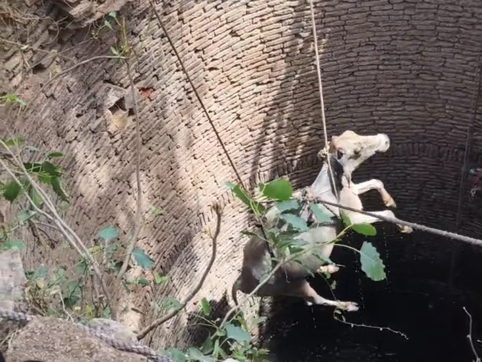 Niwadi Cow Rescue | Villagers Save Cow from Well; Earthly Earth