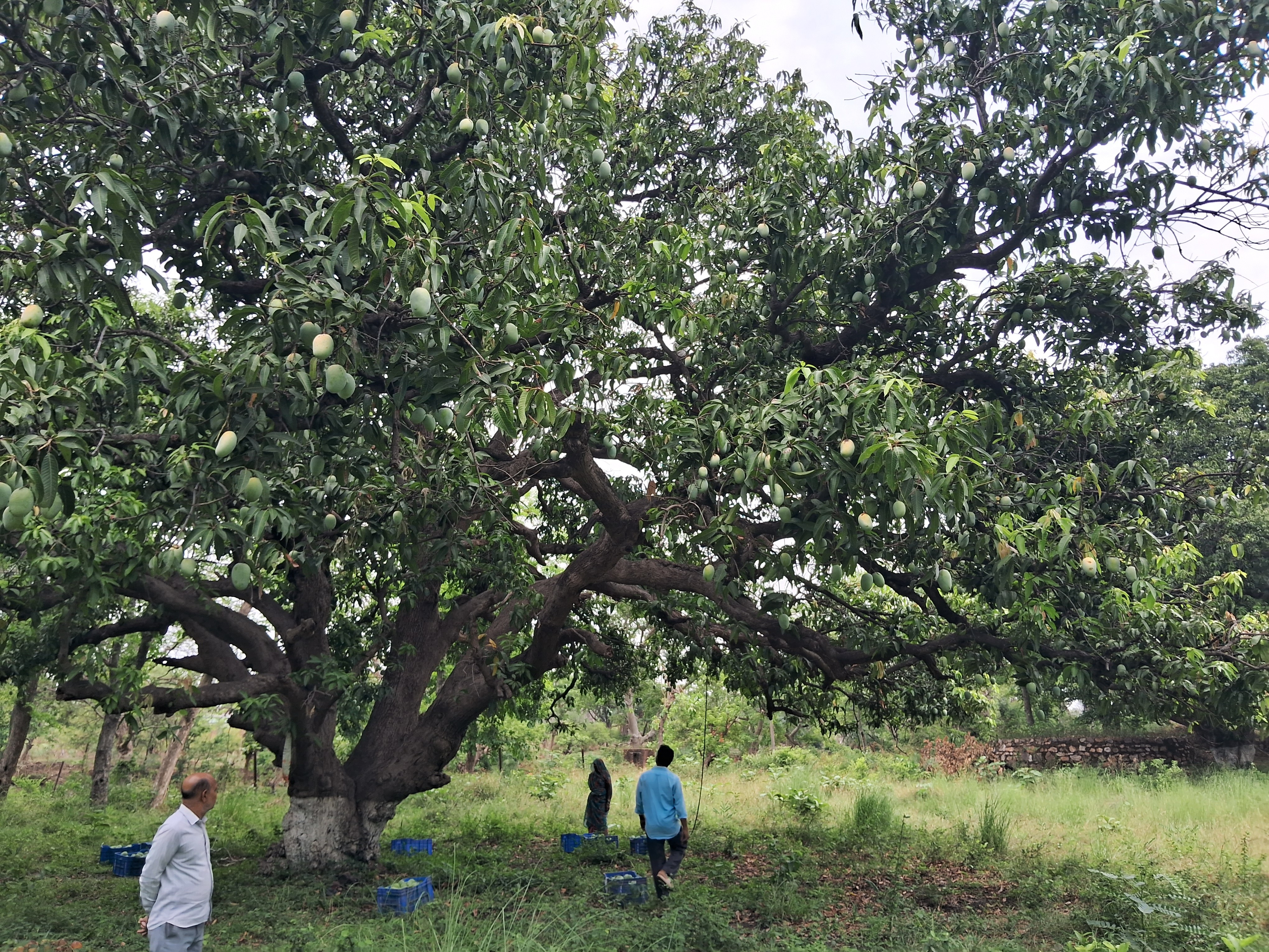 Banarsi Bagh Mangoes Impress CM Mohan Yadav | Tikamgarh