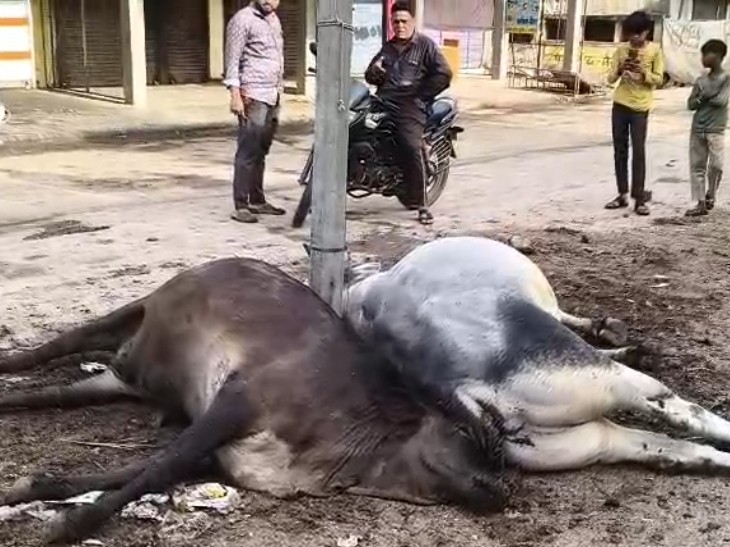 MP Alirajpur Bus Stand Power Pole Accident | Cattle Death