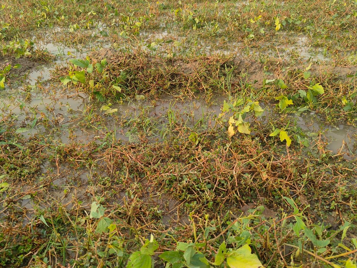Sadabad: Crops Ruined, Houses Damaged; Buffalo Dies From Hightension Wire
