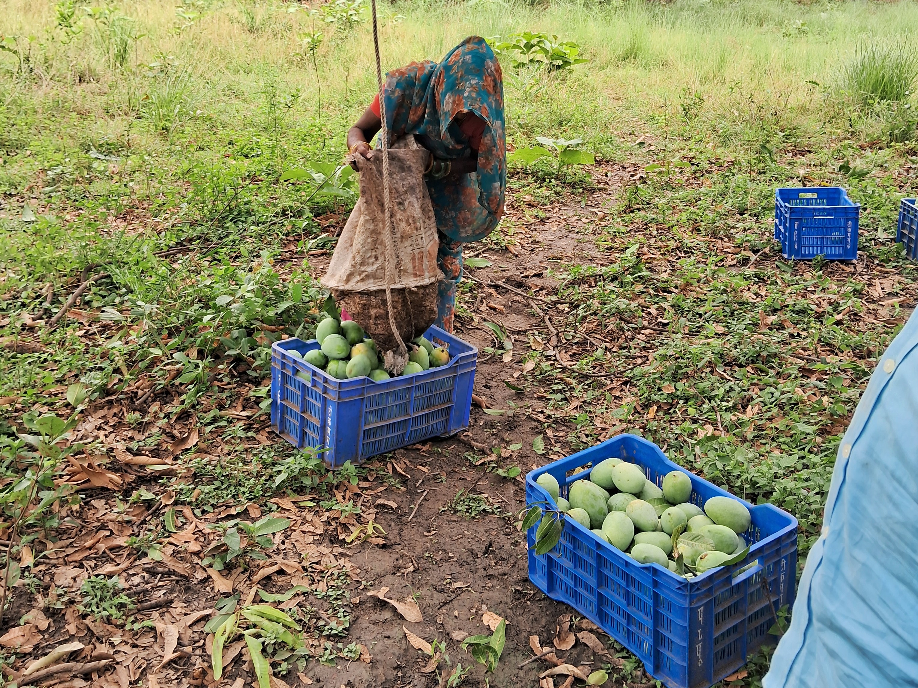 Banarsi Bagh Mangoes Impress CM Mohan Yadav | Tikamgarh