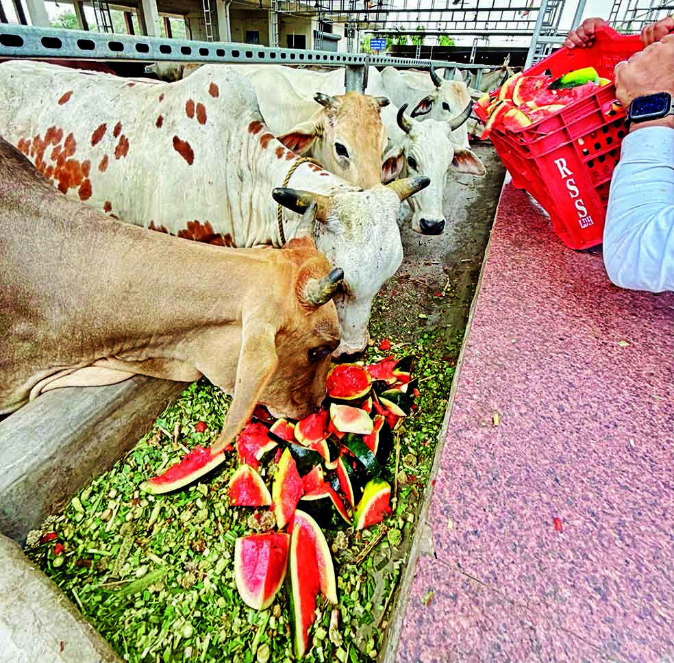 The best tradition of kindness to animals: Youth served cows by feeding ...