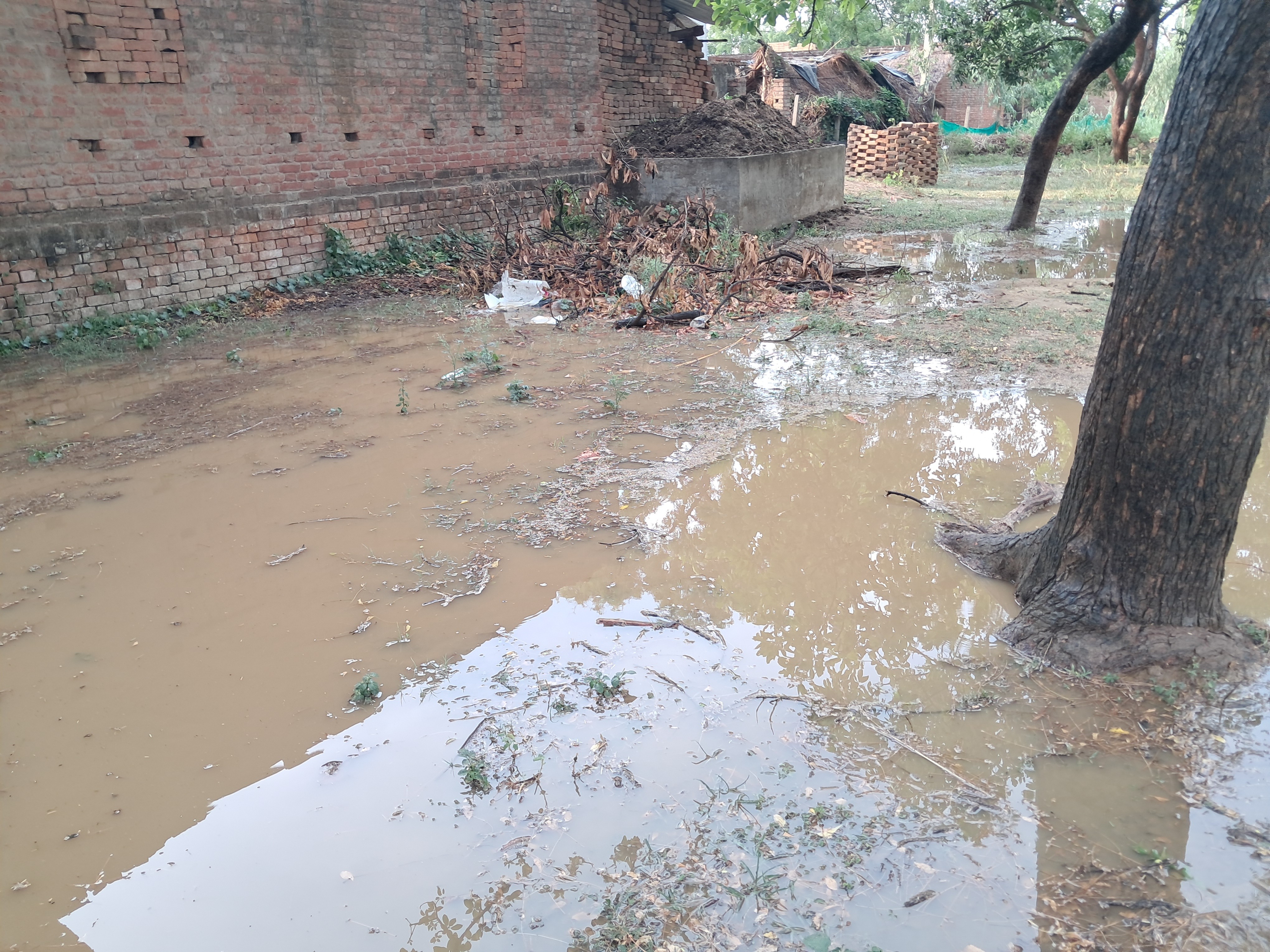 Ayodhya Rain Damage: Urd, Maize Crops Hit; Power Outage