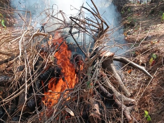 Marwahi Bear Death: DFO Cites Heatstroke; Villagers Find Body