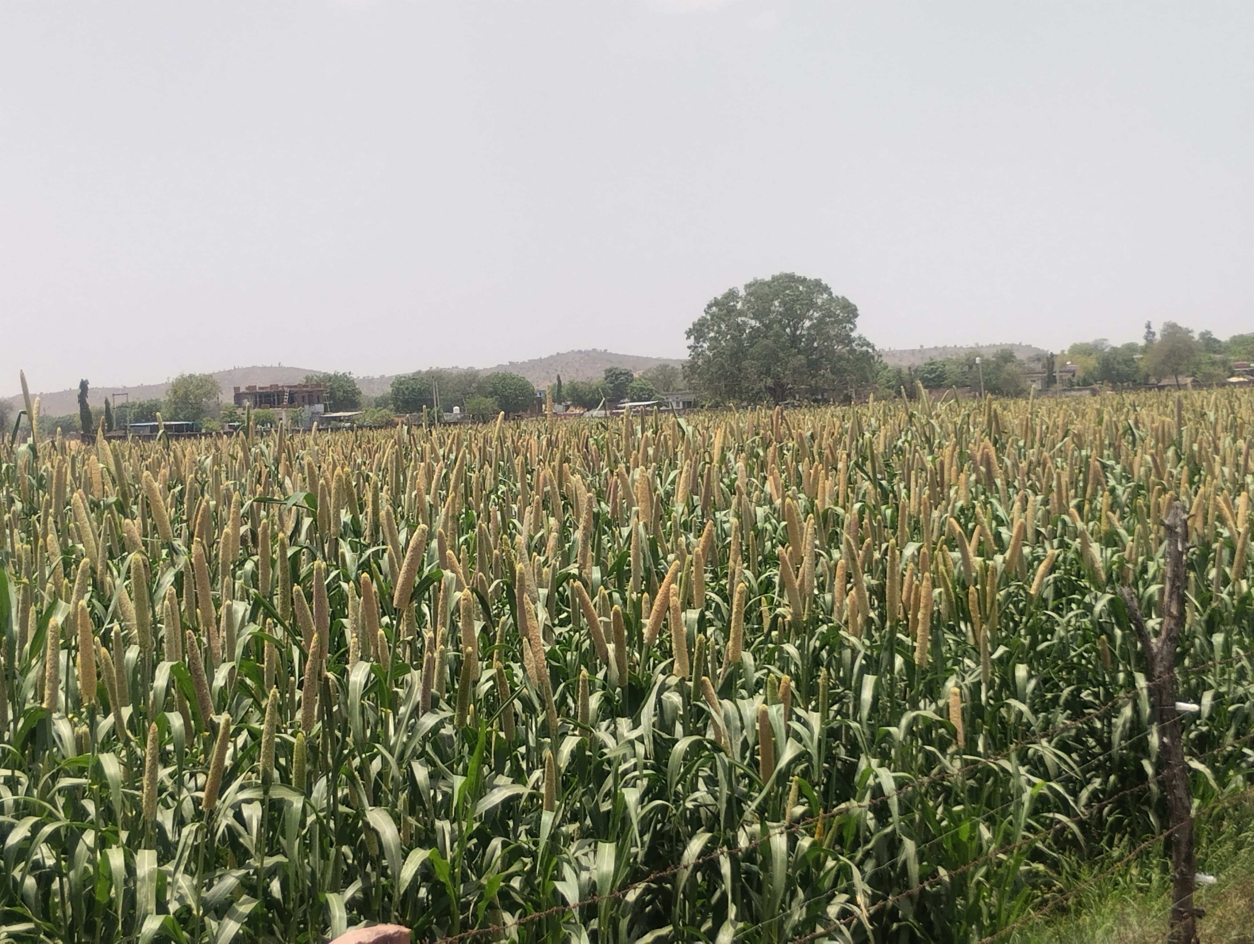 A monsoon-like scene in the heat of May, millet flourishes on more than ...