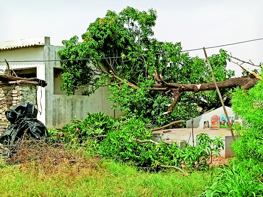 Tree falls on house in Dhakani