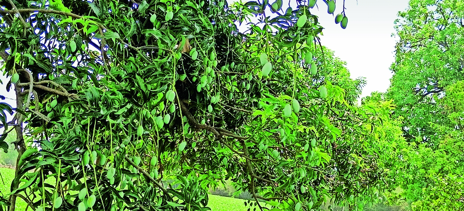 Mango trees damaged due to strong storm and rain