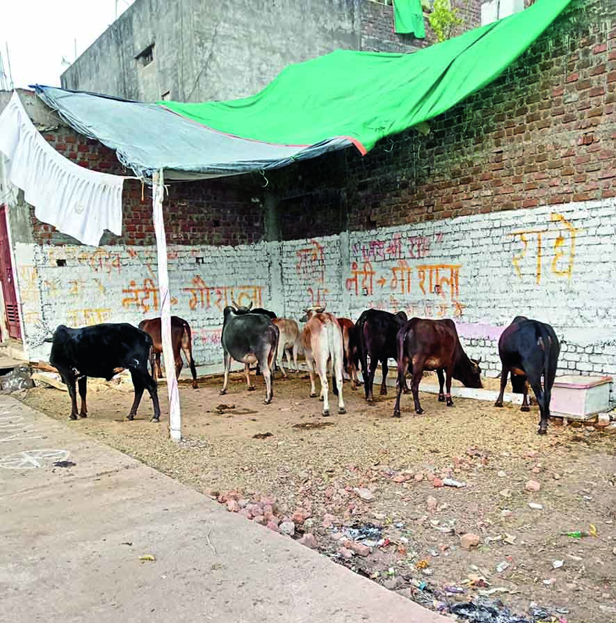 Nandishala built with public support, now a dozen destitute cattle are ...