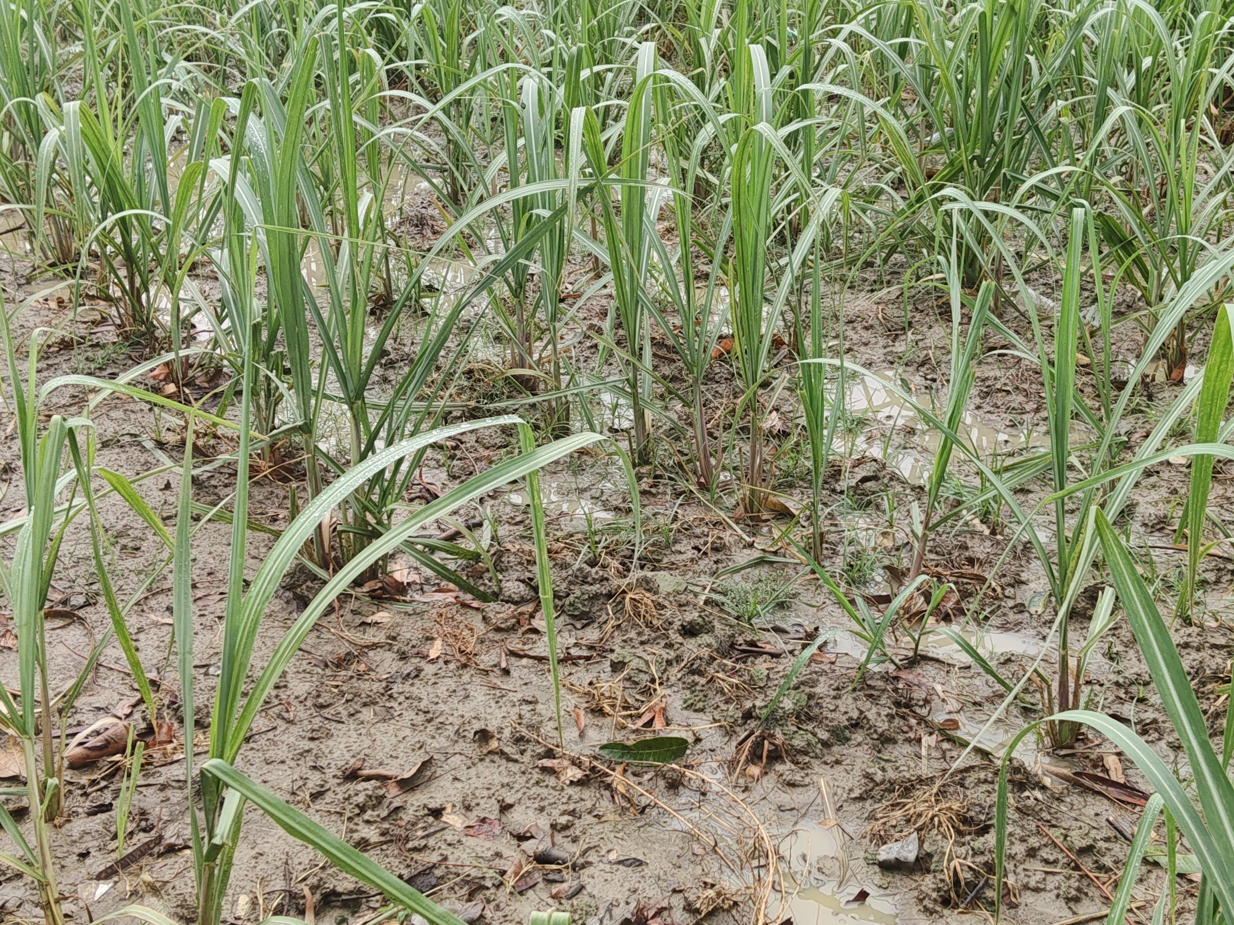 Pisauna Sitapur Rain: Farmers Happy, Crops Get Life!