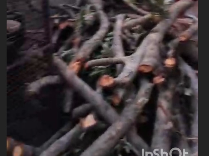 Aonla Residents Demand Action from SDM Over 200-Year-Old Tree Cut