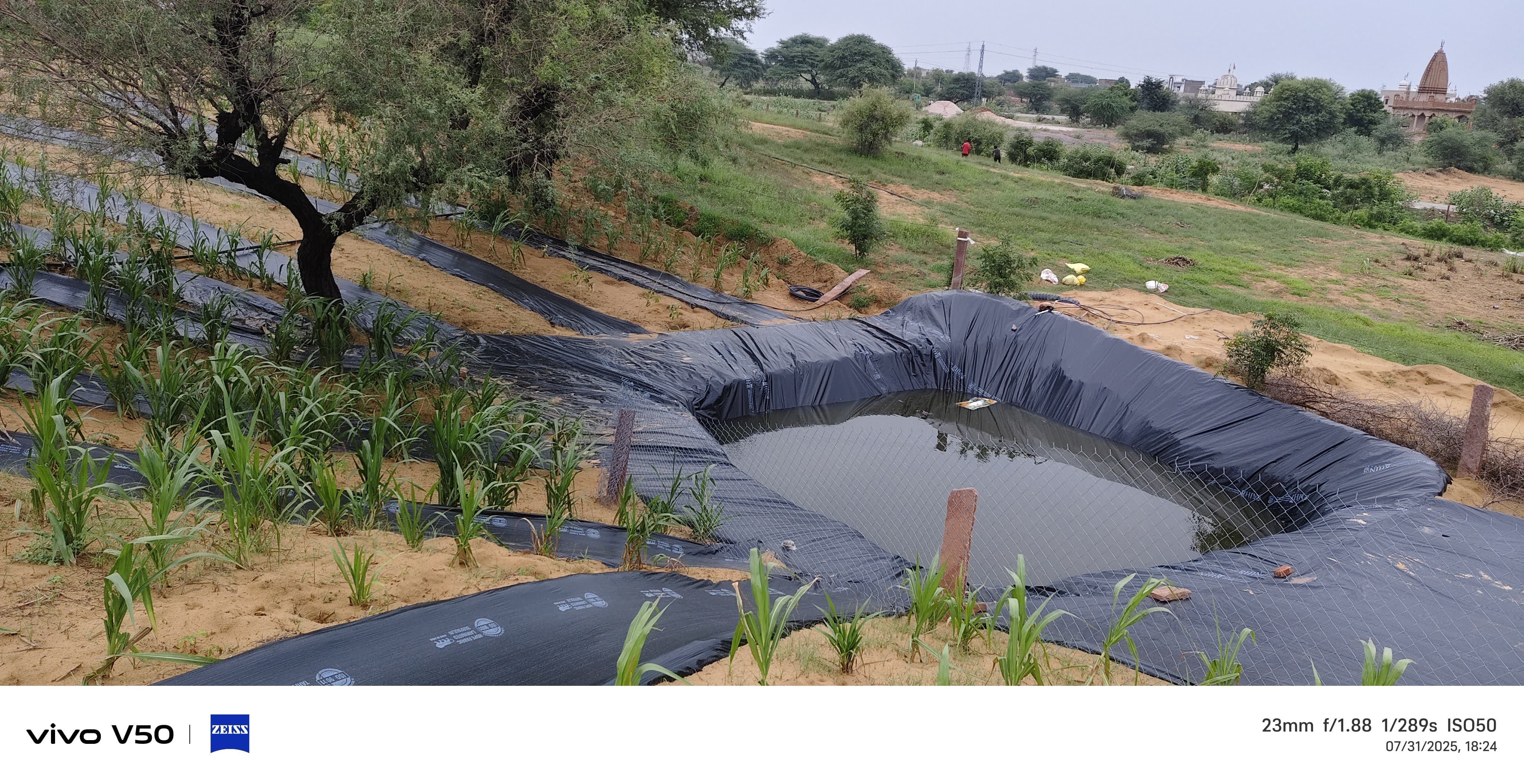 Cowshed's unique water management system; a pond constructed from ...