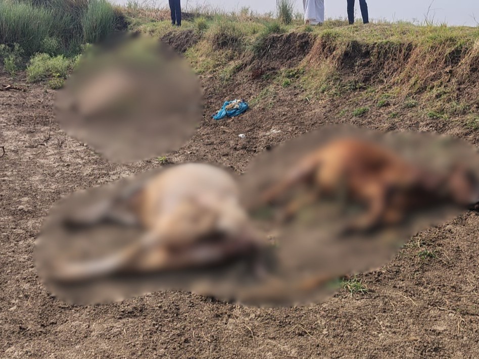 Choube Pur Cattle Owner Akhilesh Yadav Faces Huge Loss | Poisonous Bite ...