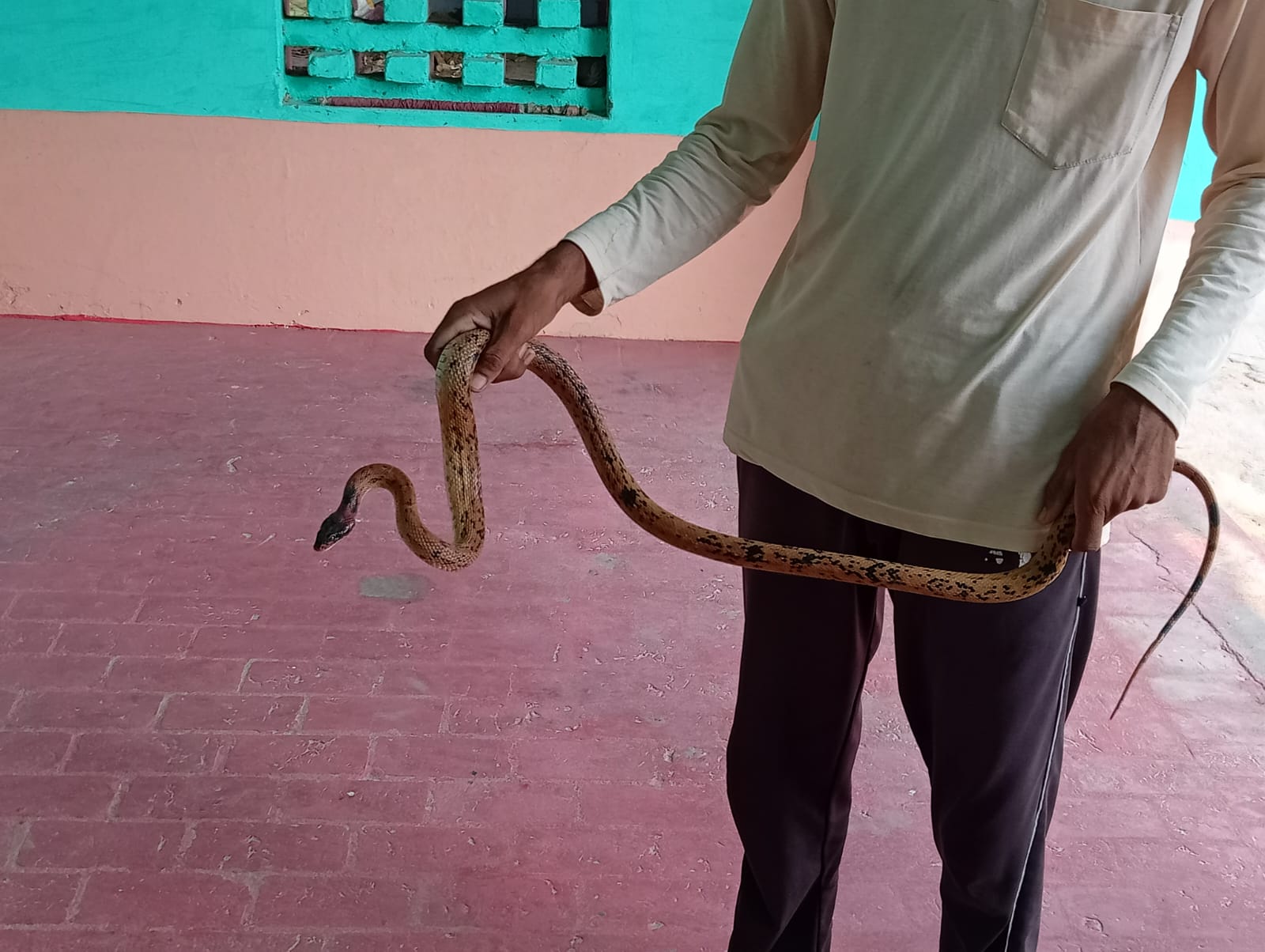 Sirsa Youth Play Snake Hands One Bite Video Viral Incedent Nejia Kheda ...