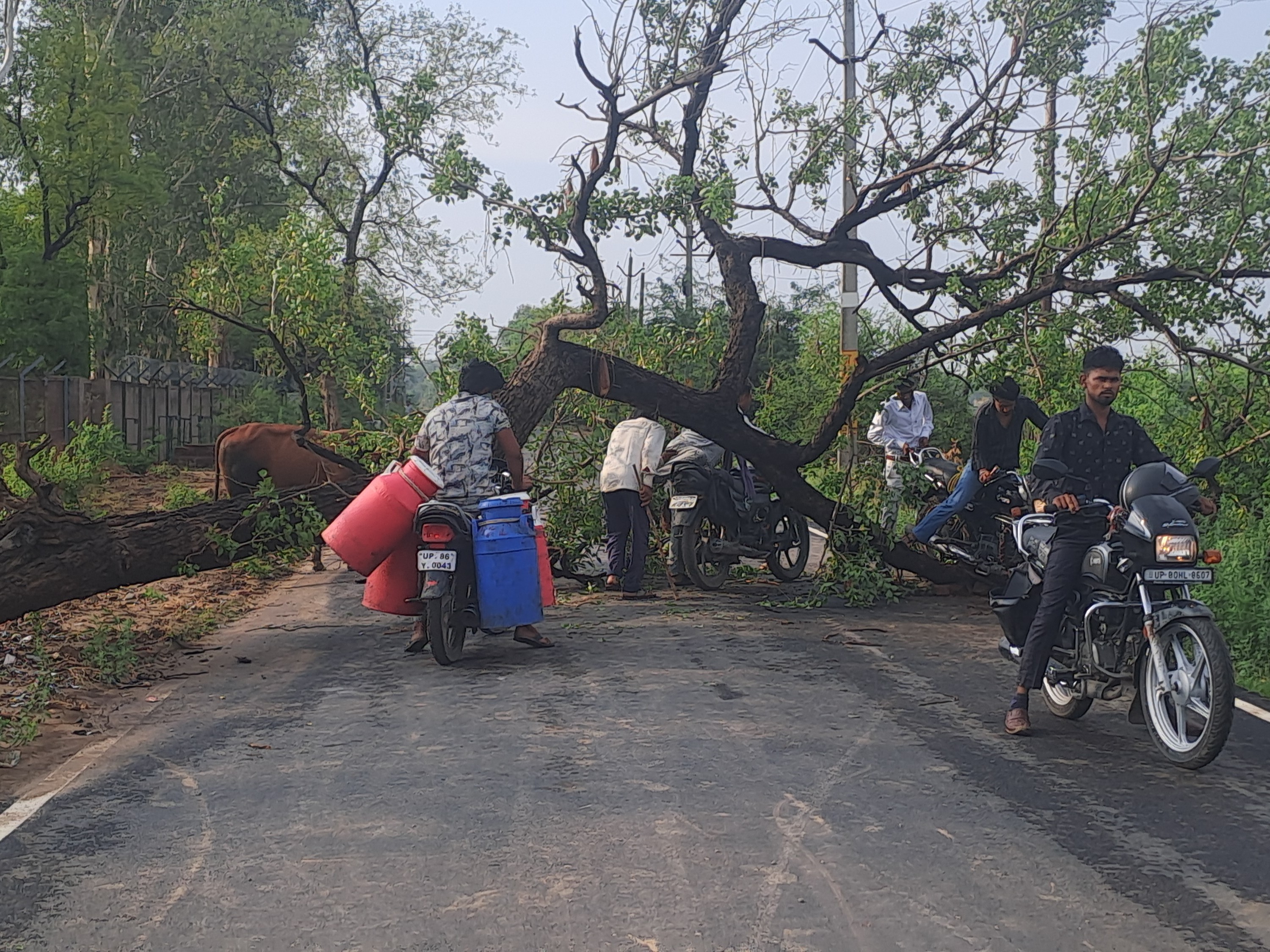 Sadabad-Jaitai Road Blocked For Hours; Tree Cleared By Power Employees