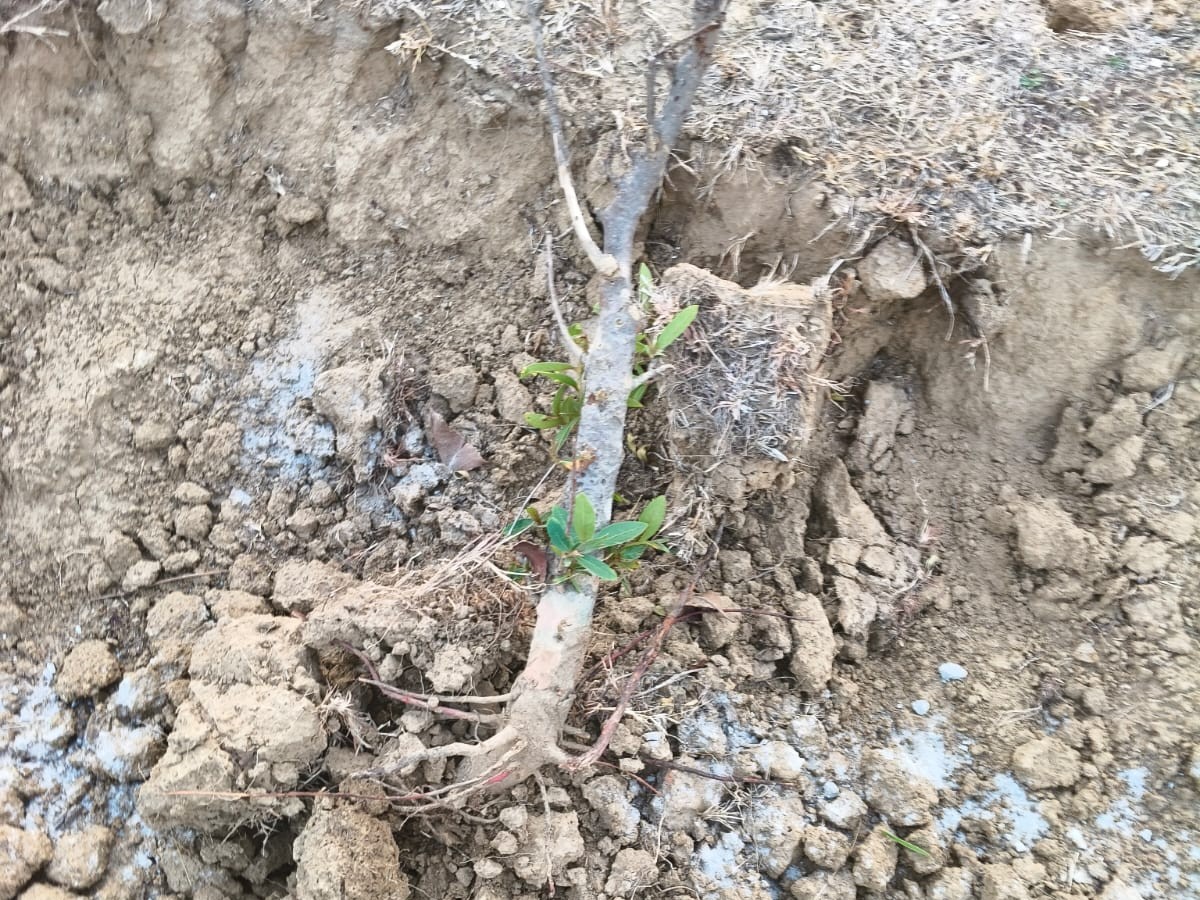 Bilaspur Collectors Order: Sarpanch, Engineer Face Action Over Tree Cutting