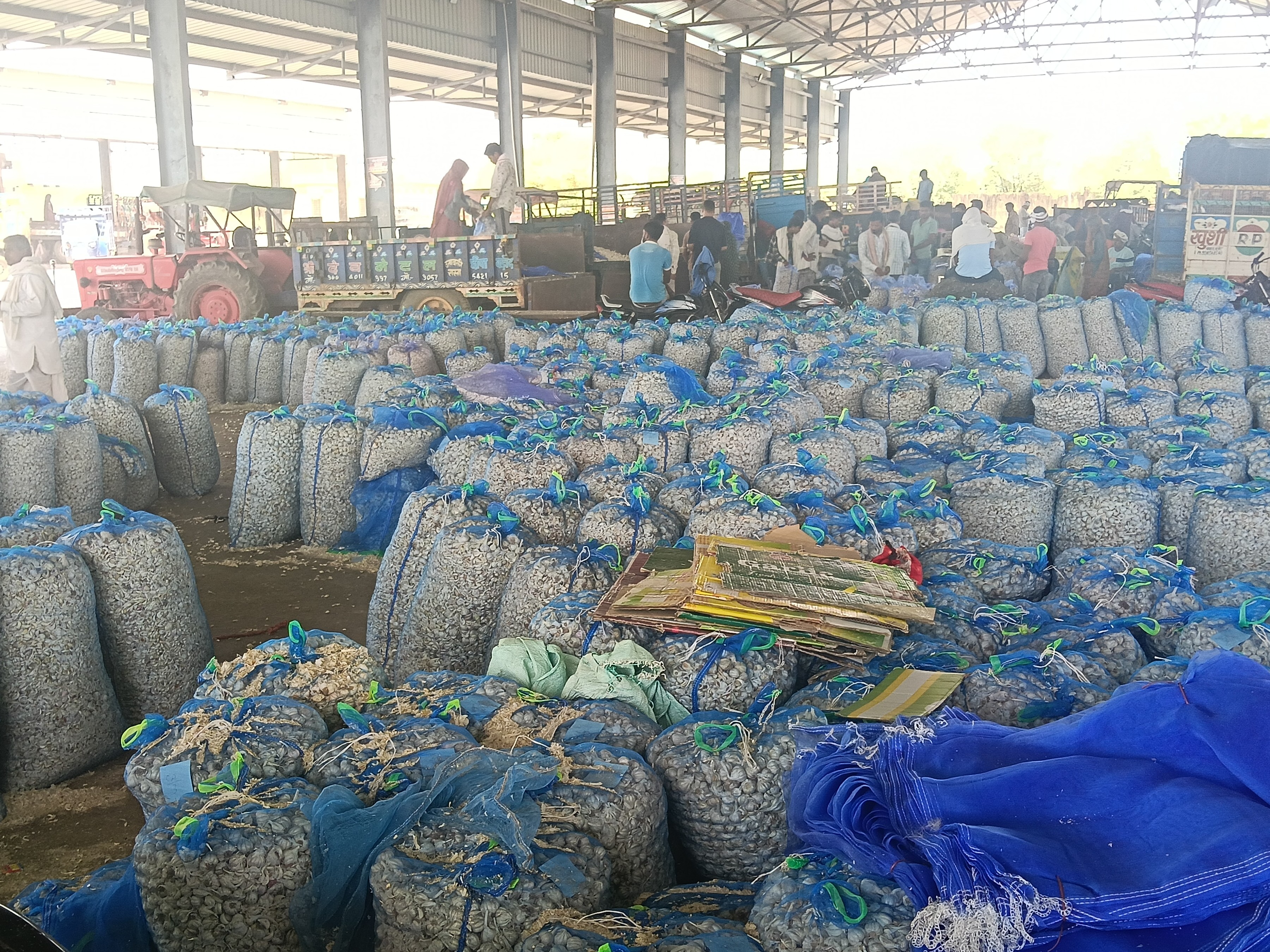 Ooty Garlic Prices Strengthen | Farmers Get Better Rates At Harnavda Jagir