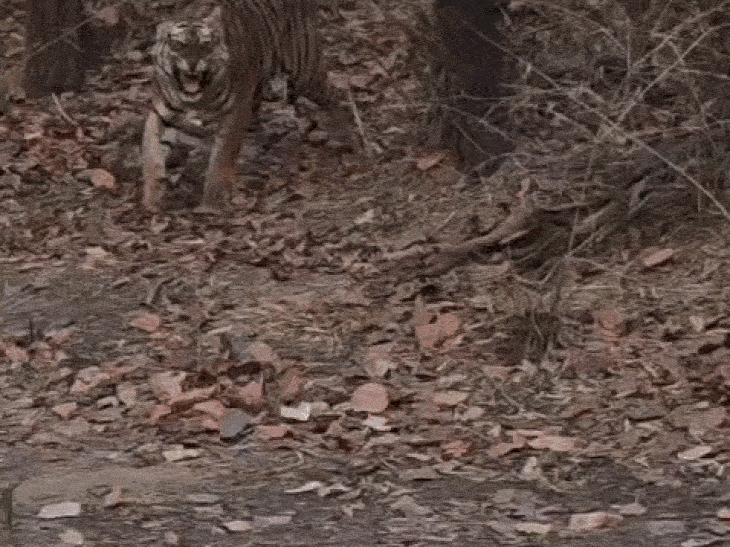 Bandhavgarh Tiger Reserve: Tigress Rao Attacks Tourist Gypsy | VIDEO