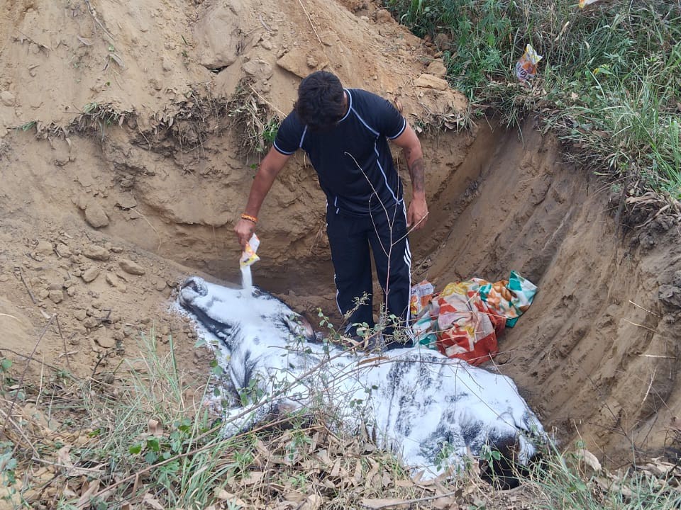 Muzaffarnagar Cow Death: Villagers Perform Last Rites | Accident