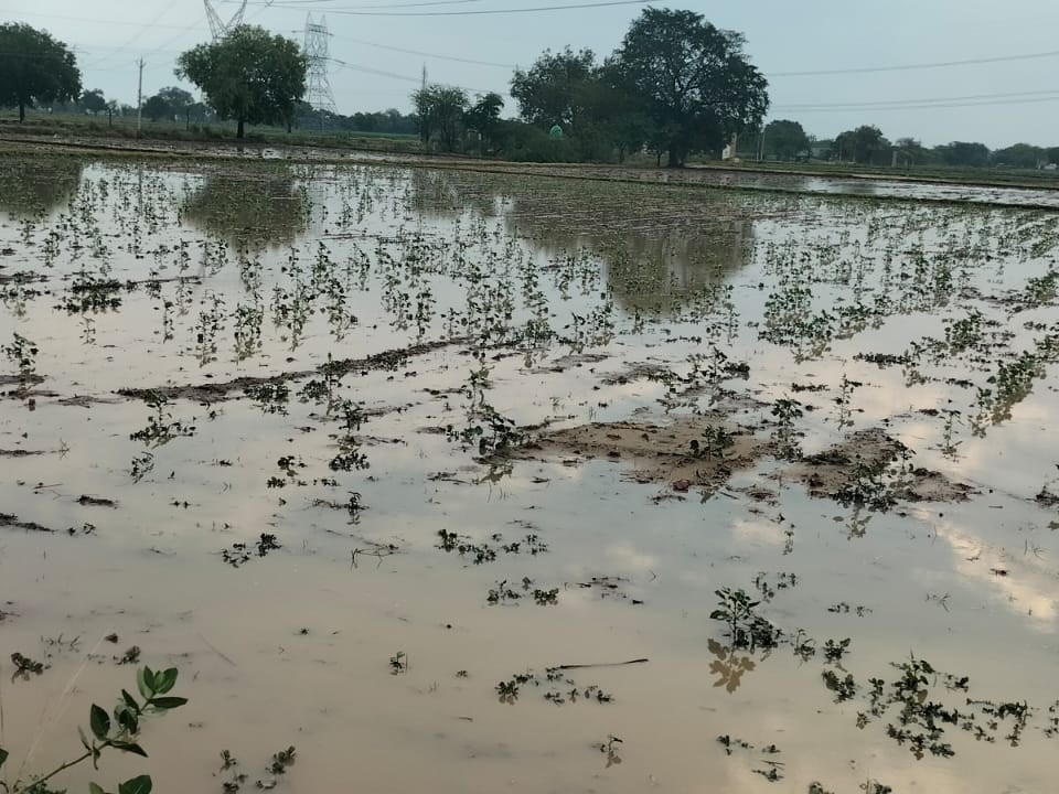 Hathras Farmers Face Heavy Losses as Bajra, Cotton Crops Destroyed by Rain