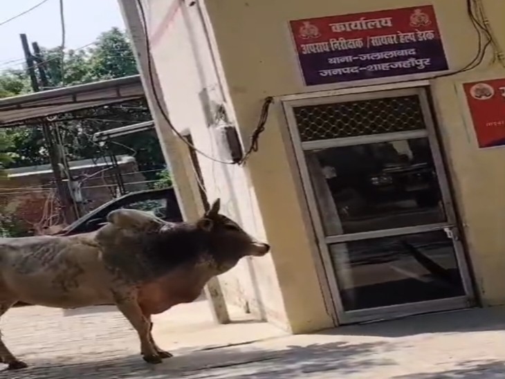 Shahjahanpur Bulls Enter Cyber Help Desk | Police Station Chaos Viral Video