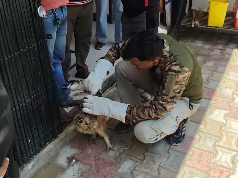 Bageshwar Rare Owl Rescue | One Blue Eye Owl Found