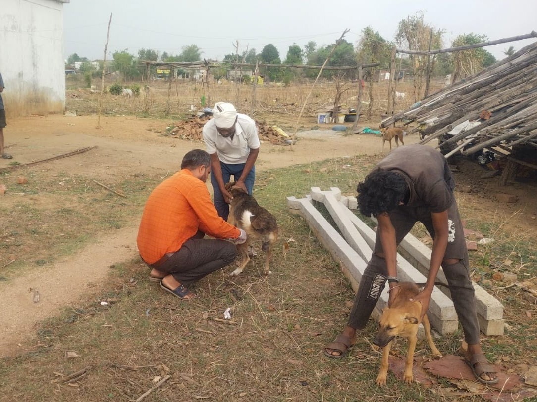 Pench Tiger Reserve Launches Canine Distemper Vaccination for Wildlife ...