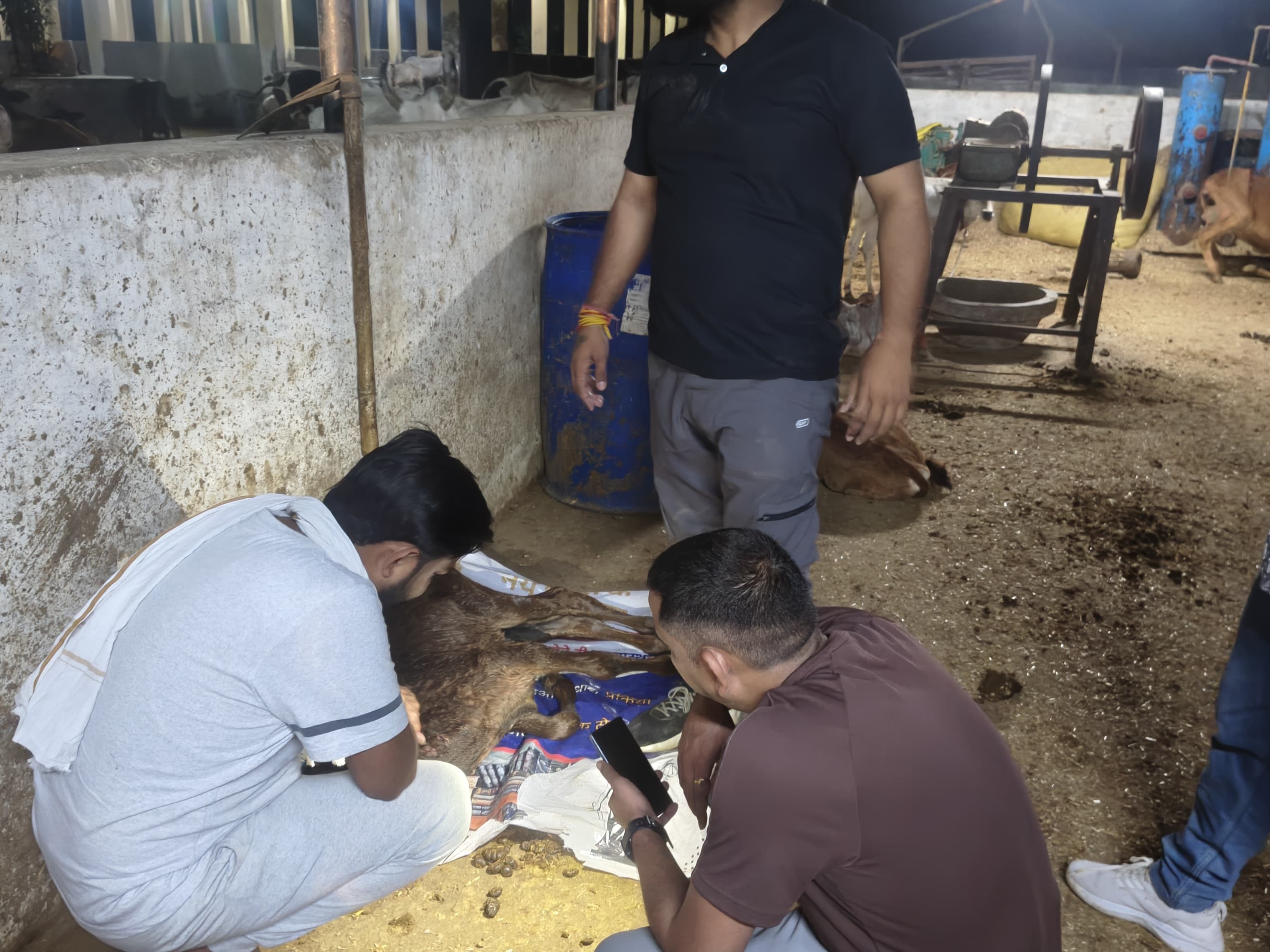 Belon Chowki Cops Save Calf From Strays; Bajrang Dal Aids Rescue