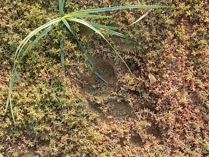 Kanpur Leopard Attack: Villagers Save Man, Village in Fear