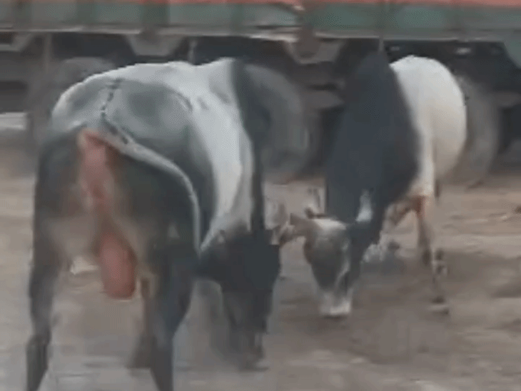 Fatehabad Stray Cattle Fight Sparks Chaos Near Temple | Video