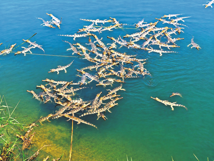 Baby crocodiles frolic on the waves in the National Chambal Sanctuary
