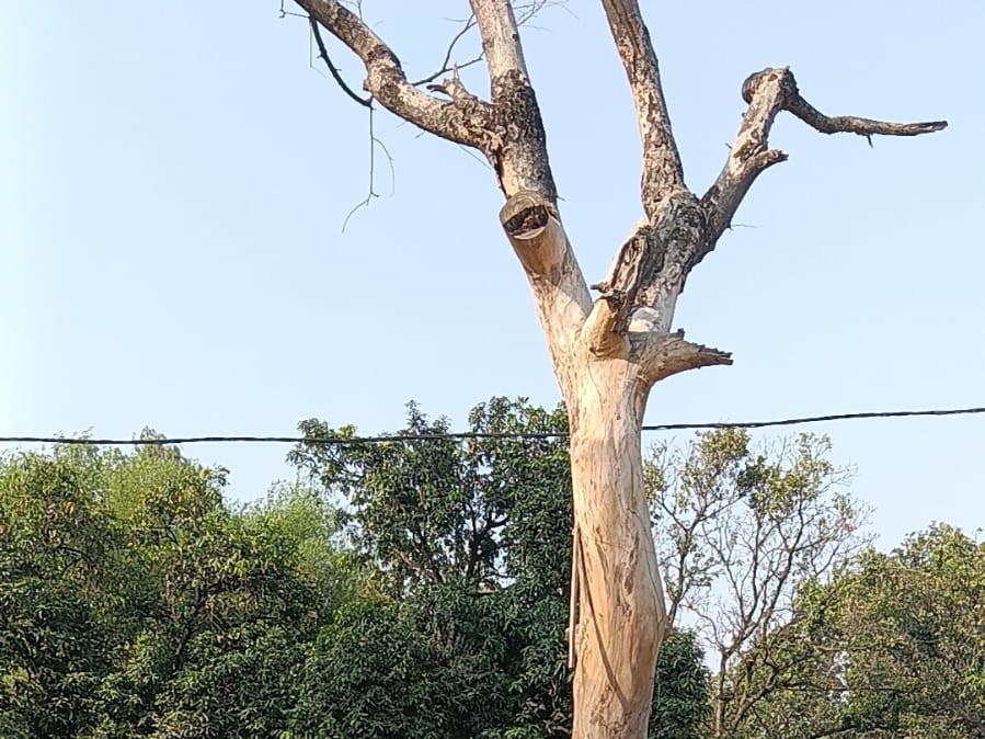 Barabanki Road Danger | Niaamganj Jarrjar Tree Fall Risk