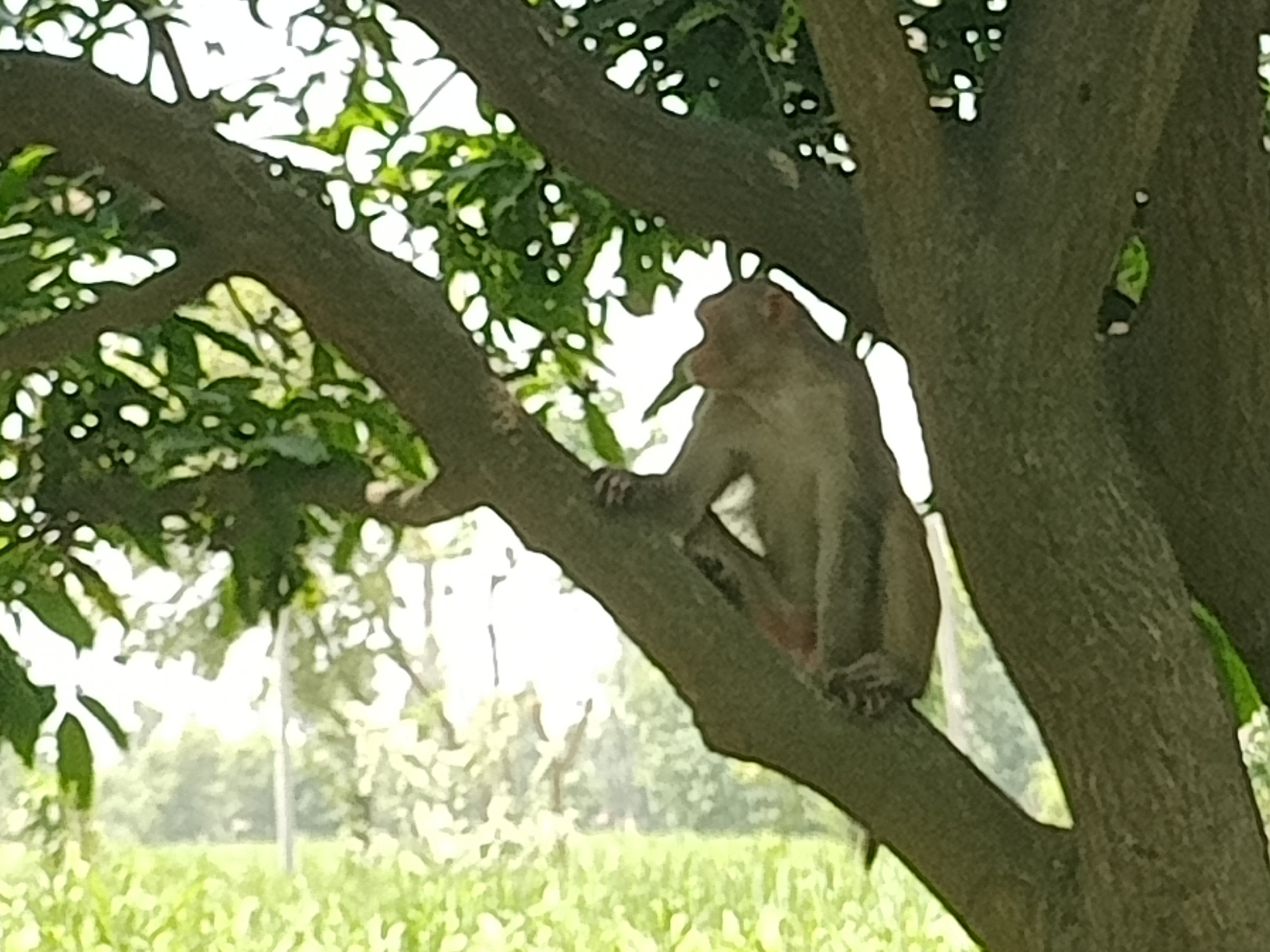 Lakarhat Village Monkeys Attack Crops, Children Face Danger