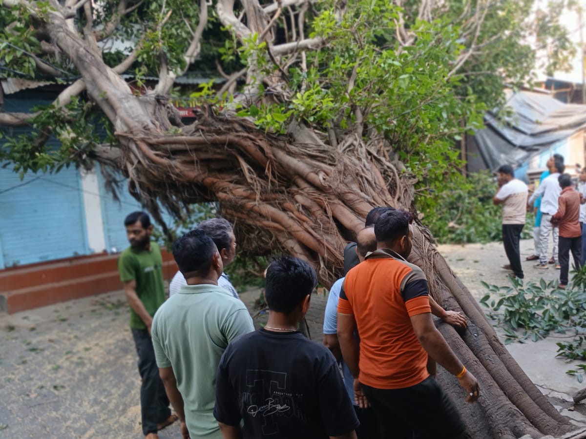 Auraiya Tree Fall: Traffic & Power Supply Disrupted | Big Accident Averted