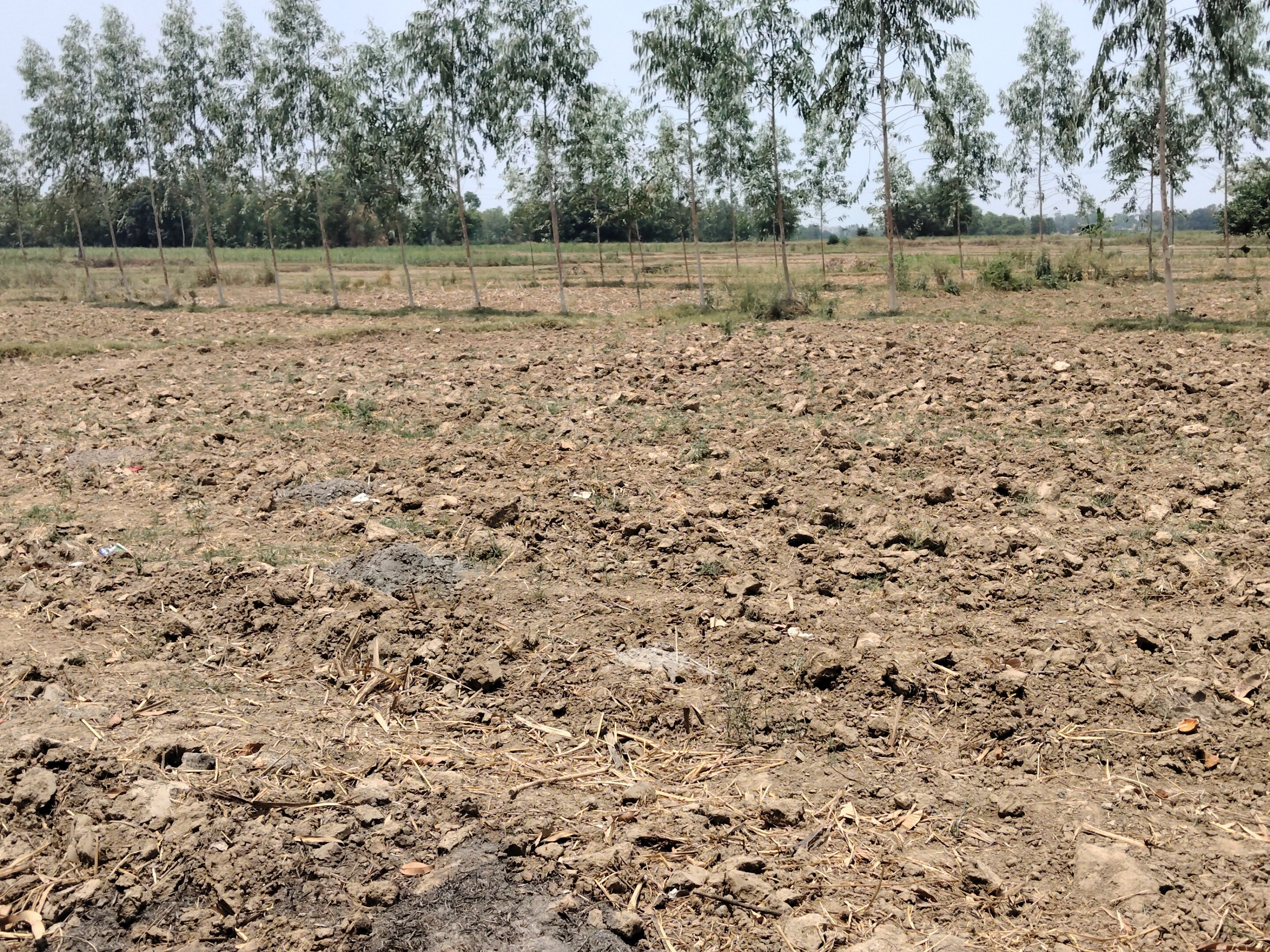 Balrampur Farmers Struggle: Monsoon Deficit Hits Paddy Sowing