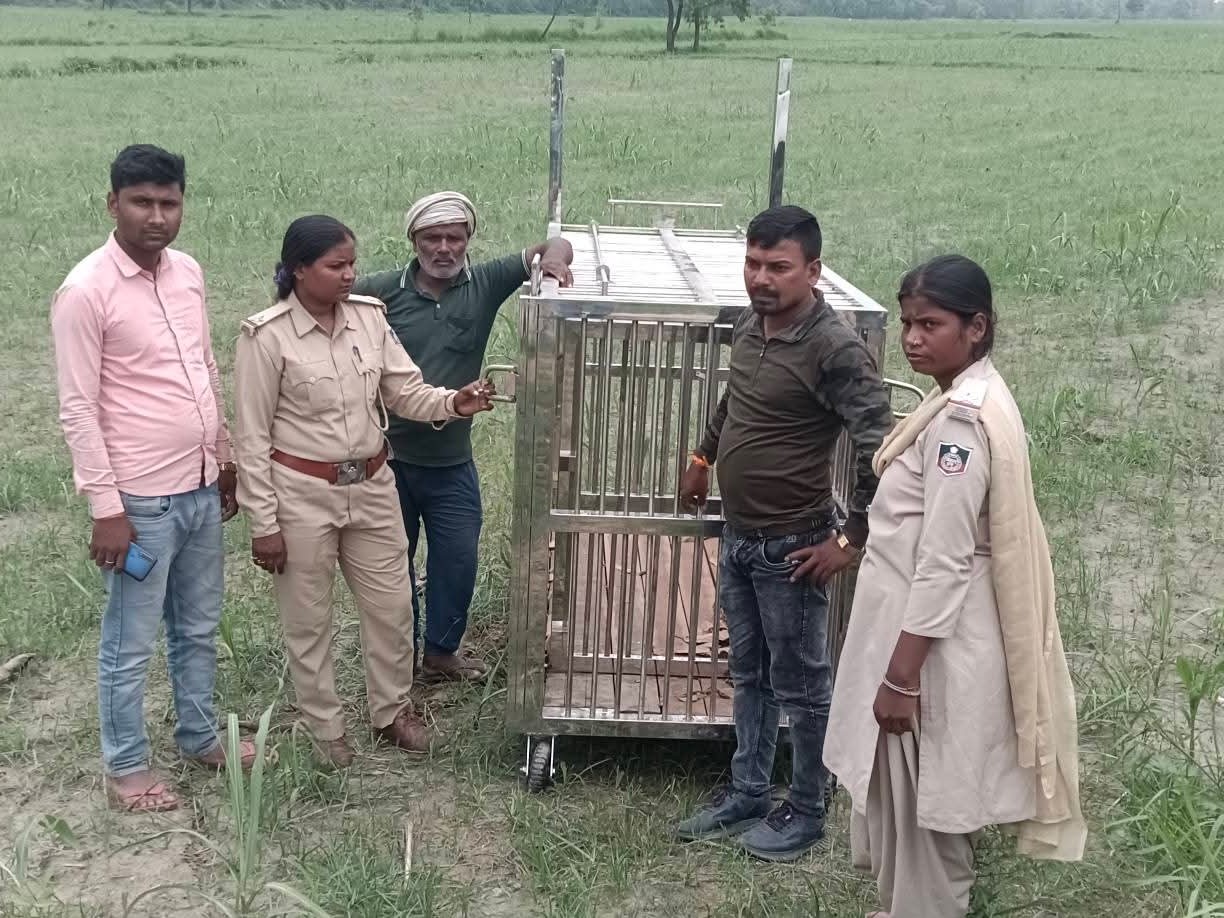 Piprasi Leopard Fear | Farmers Avoid Fields; Forest Dept Sets Trap
