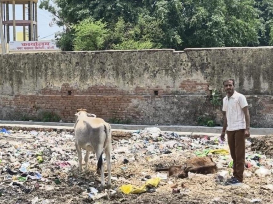 Siroli Cow Death | Nagar Panchayat Negligence Alleged; Hindu Orgs Intervene