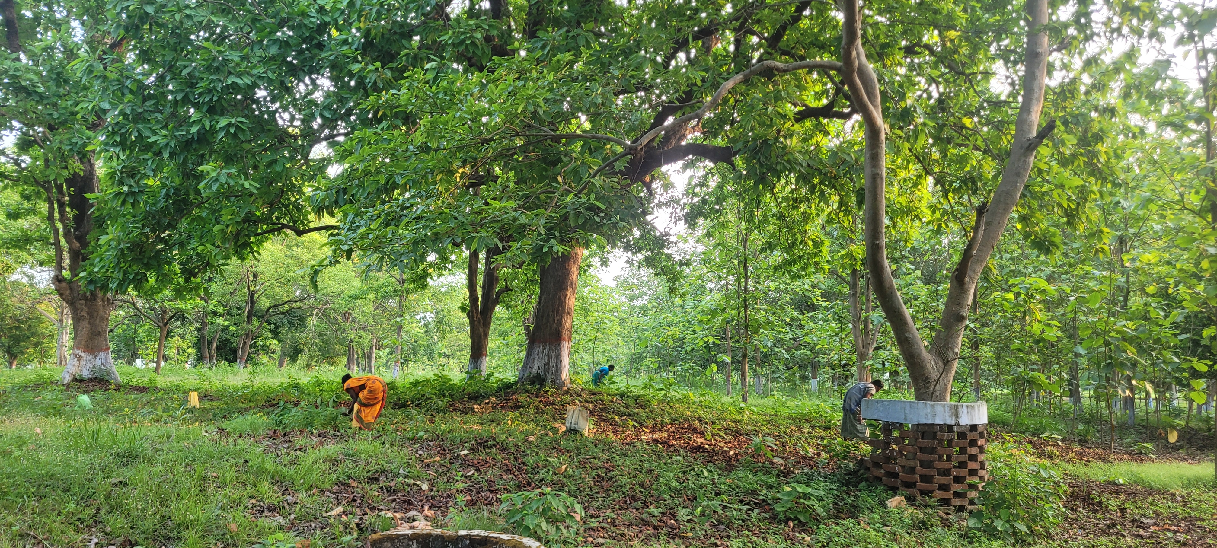 After Mahua, the precious fruit of the forest, Kochra is also loaded on ...