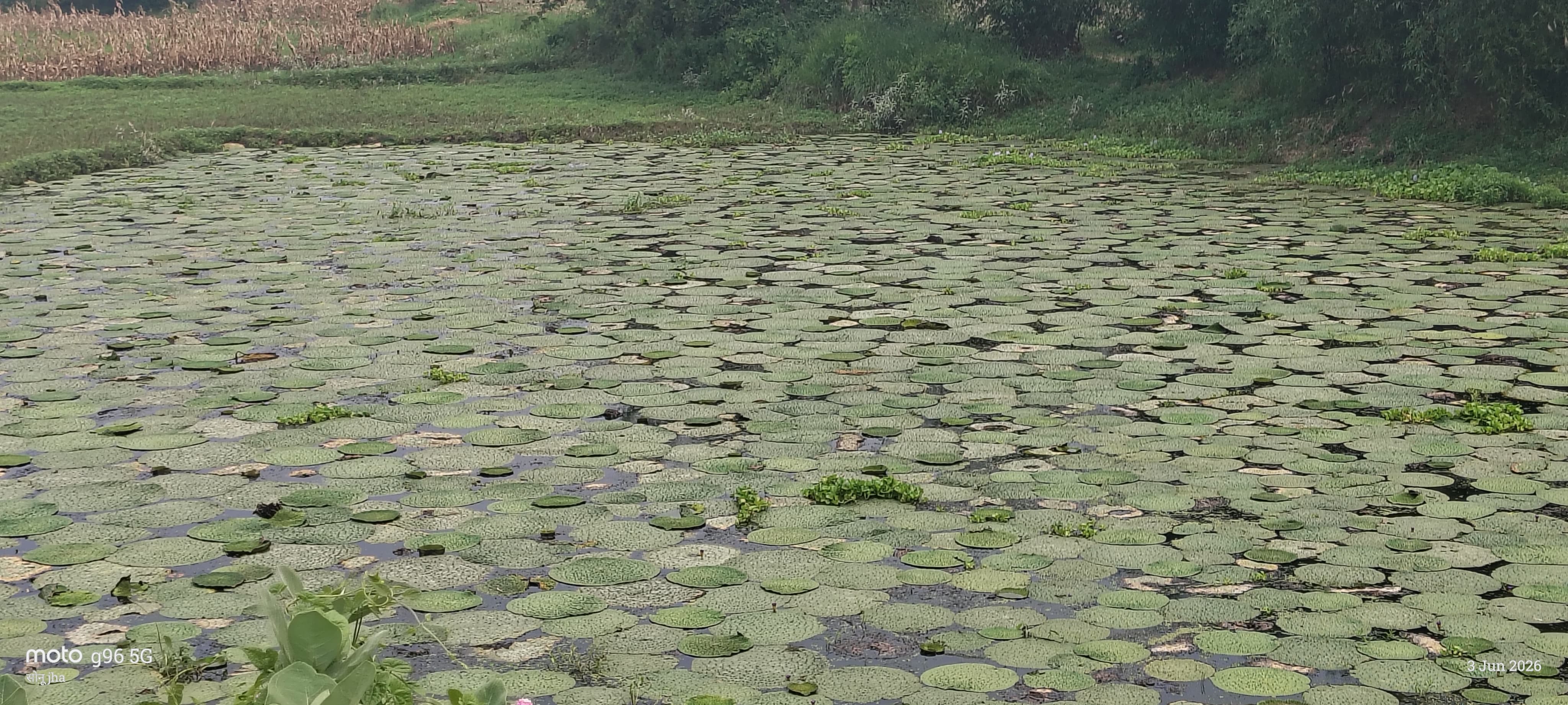 Due to intense sunlight, water levels in ponds are decreasing ...