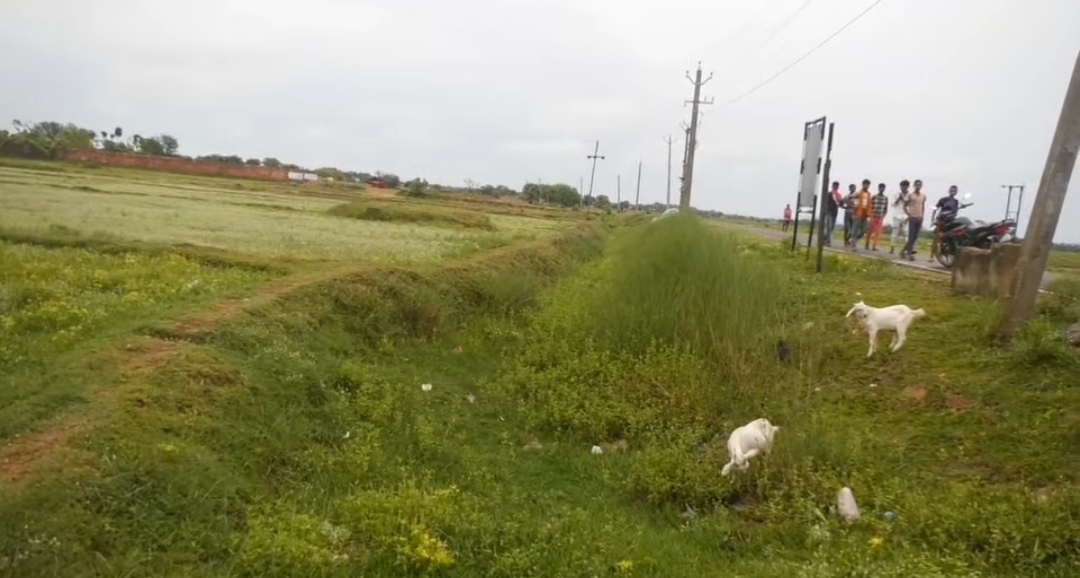Laborers on paper; grass found on the spot during investigation ...