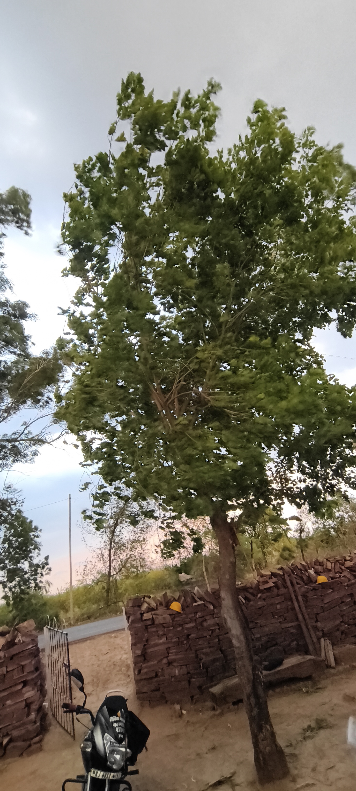 Trouble due to falling trees due to storm in Gudli