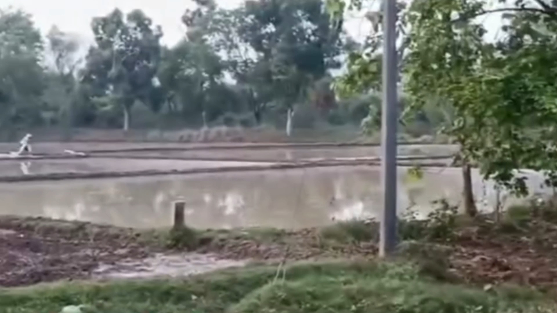 Farmers busy sowing paddy seedlings