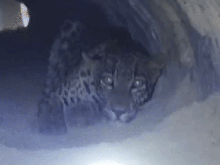 Balrampur Leopard Sighting Sparks Fear | Forest Team Launches Operation