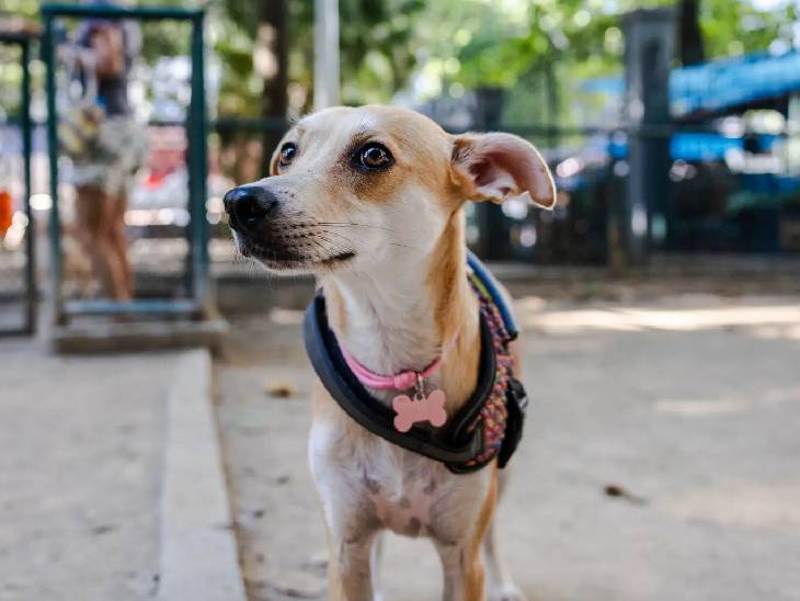 Brazil and Mexico clash over 'Caramelo' dog