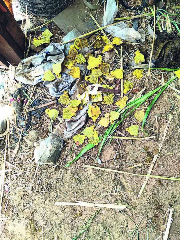 Dead cattle found in cow shelter, 67 tags raise suspicion about shelter