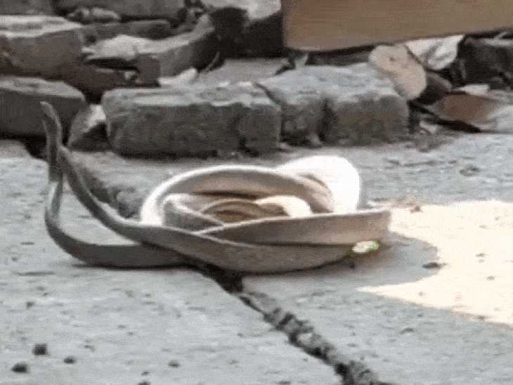 Bulandshahr Jirouli Power Substation Snake Entry | Employees Scared